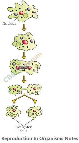 Reproduction In Organisms Cbse Notes For Class 12 Biology Learn Cbse